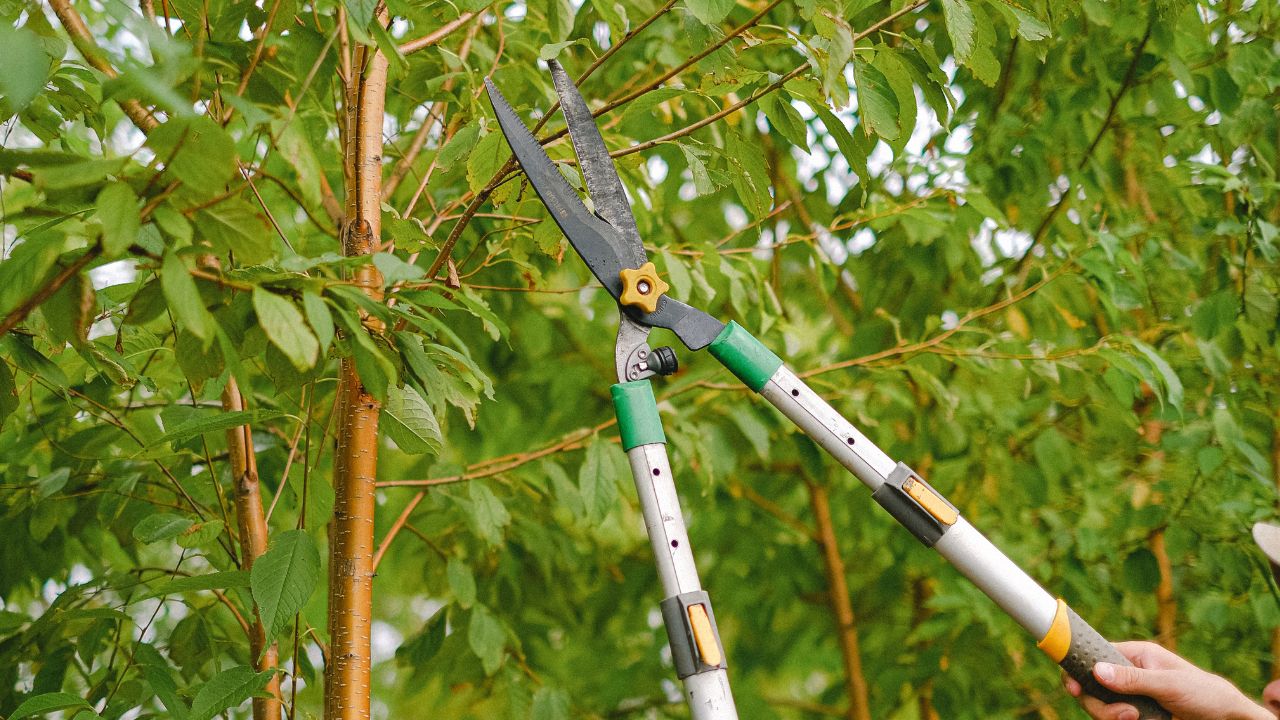 How To Properly Maintain Trees: Guide For Homeowners [2024]